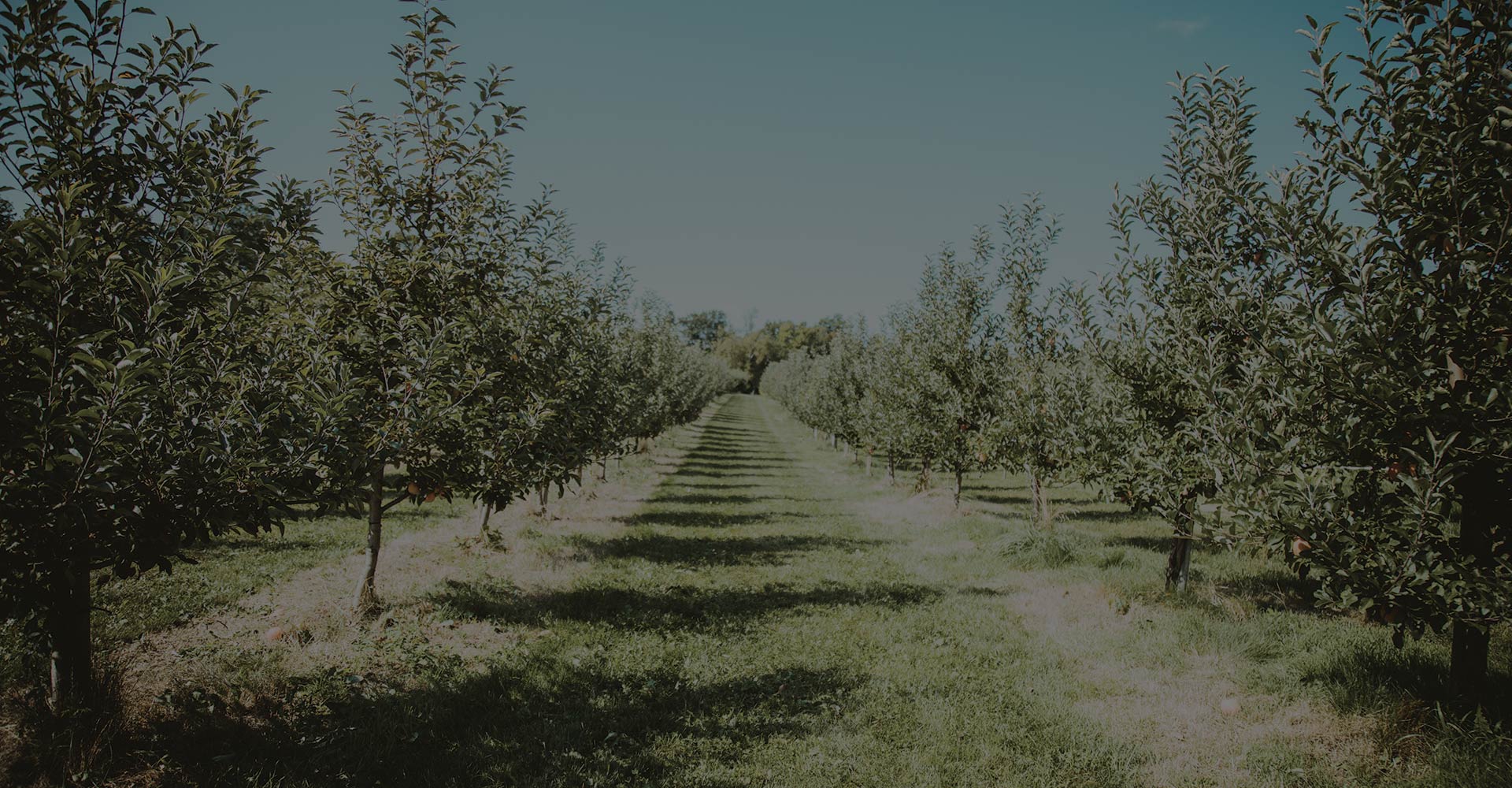 Employee Engagement - Orchard Commercial